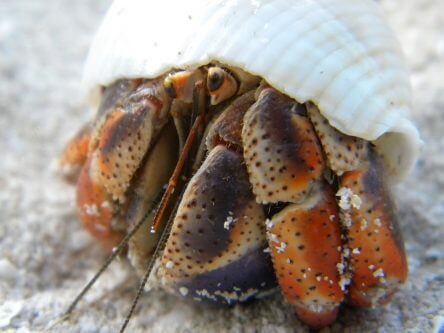 Are hermit crabs safe to eat?