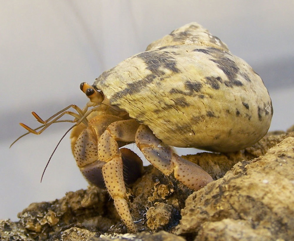 Are hermit crabs sensitive to smell?