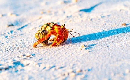 Are hermit crabs sensitive to sound?