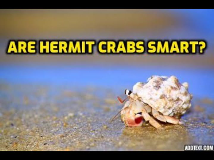 Are hermit crabs smart?