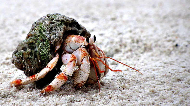 Are hermit crabs solitary?
