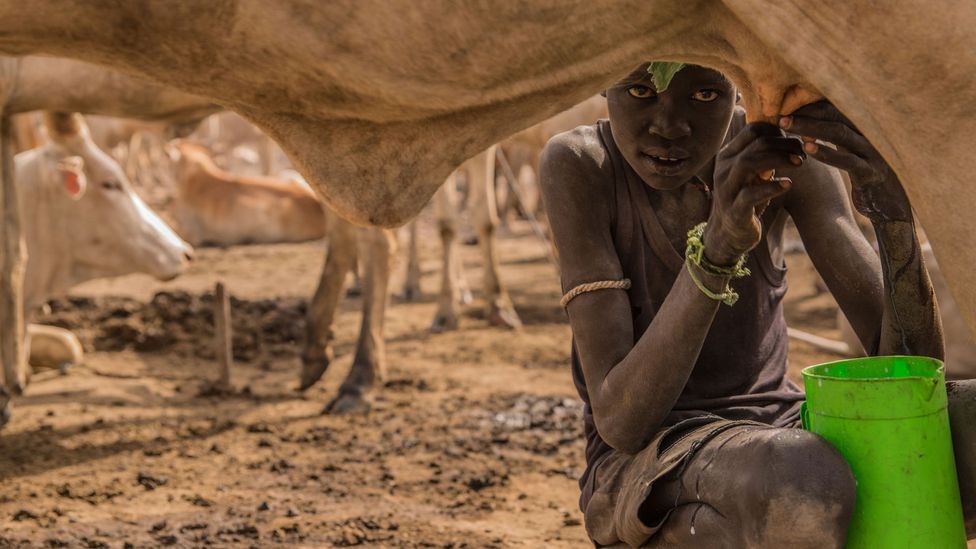 Are humans supposed to drink milk from cows?