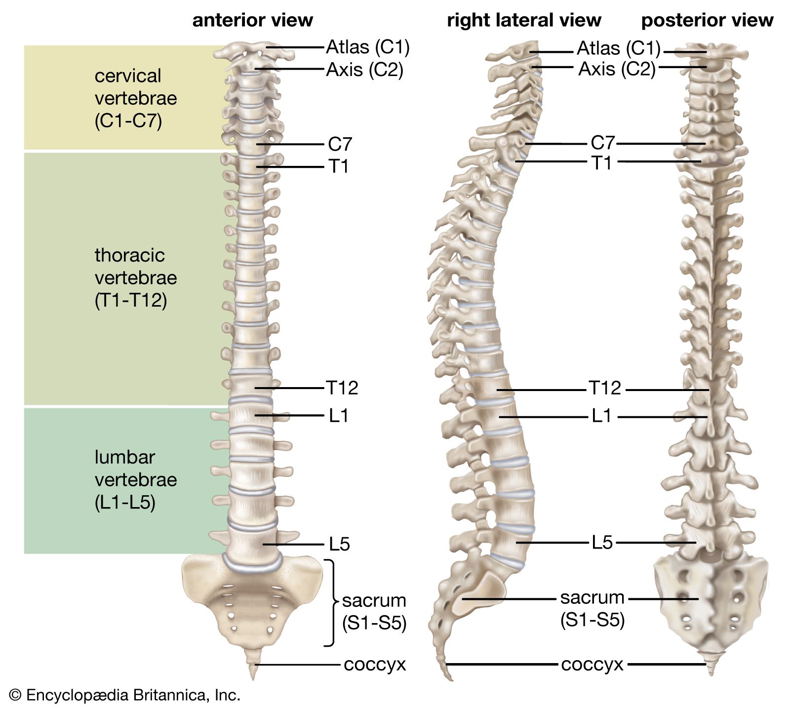 Are humans vertebrae?