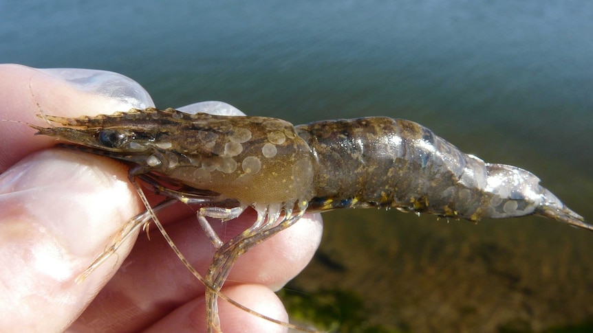 Are infected prawns safe to eat?