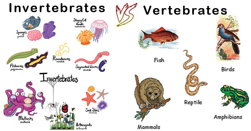 Are invertebrates or vertebrates?