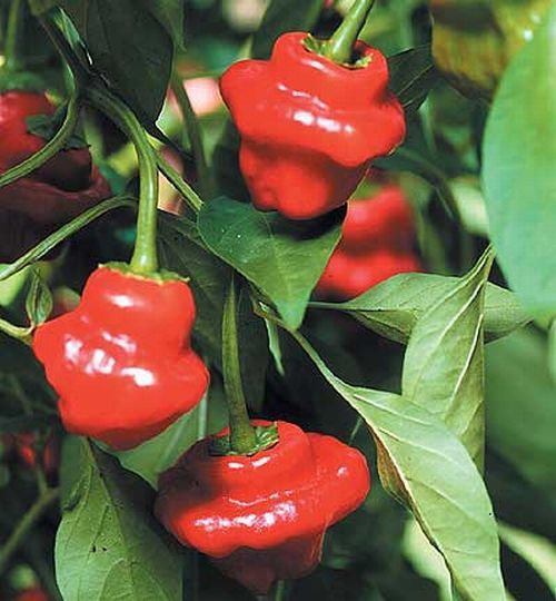 Are Jamaican peppers hot?