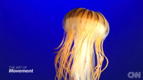 Are jellyfish the key to immortality?