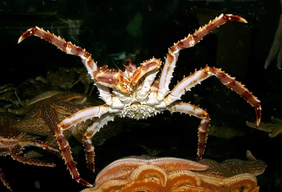 Are king crabs aggressive?