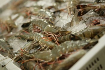 Are king prawns farmed in Australia?