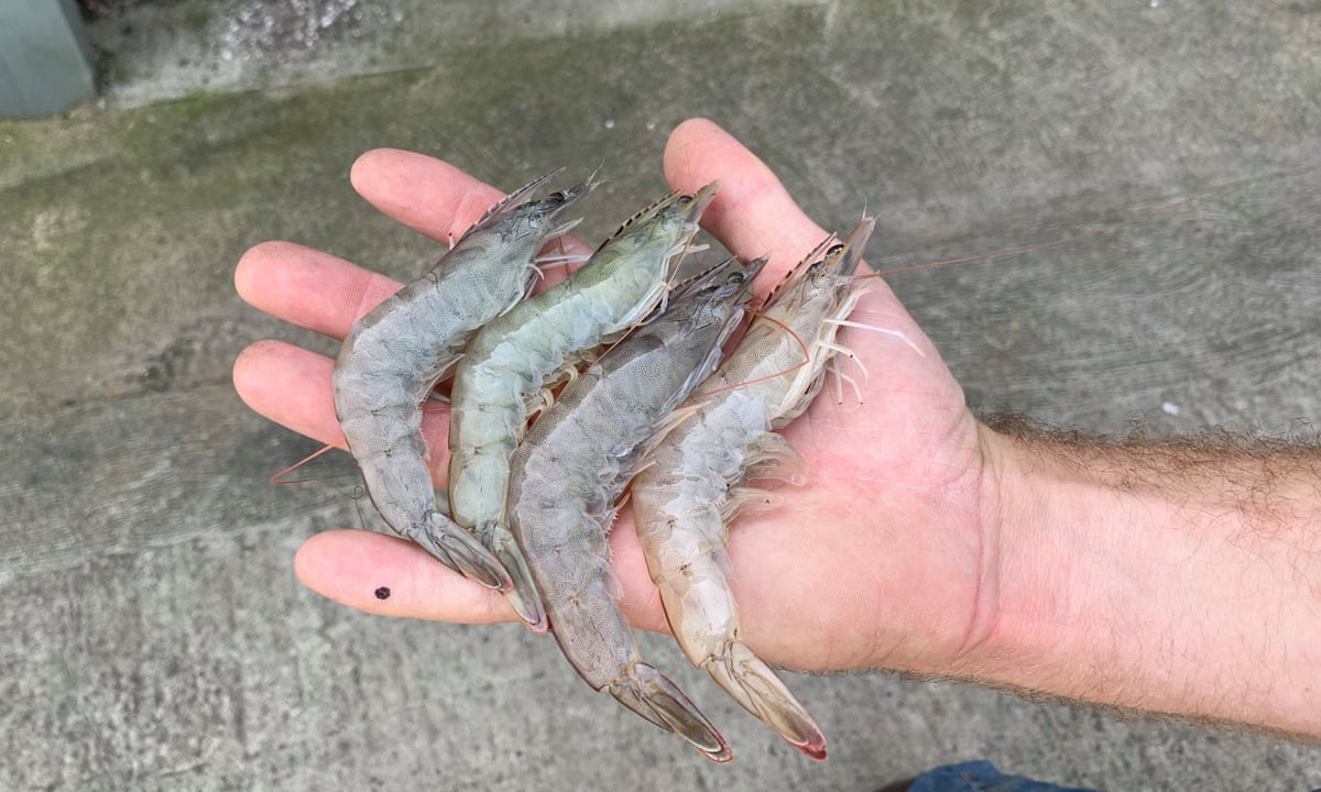 Are king prawns farmed in the UK?
