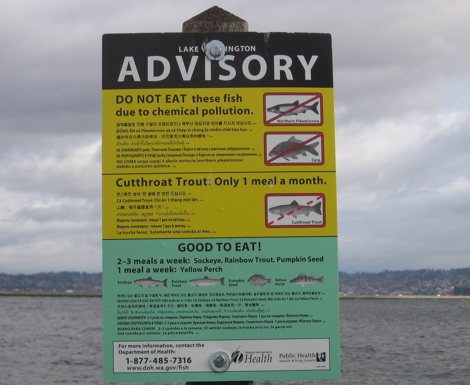 Are Lake Washington fish safe to eat?