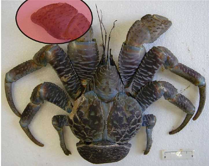 Are land crabs dangerous?