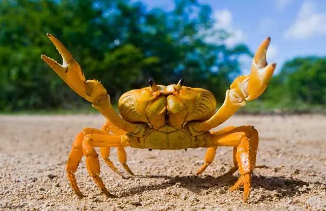 Are land crabs safe to eat?