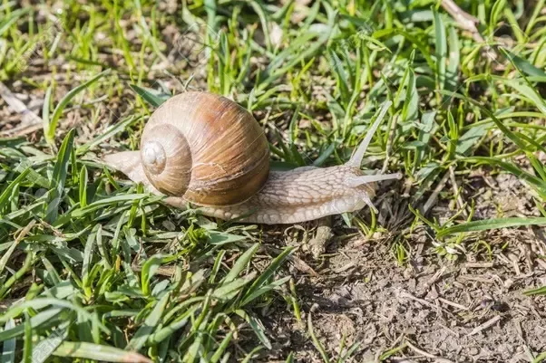 Are land snails considered shellfish?