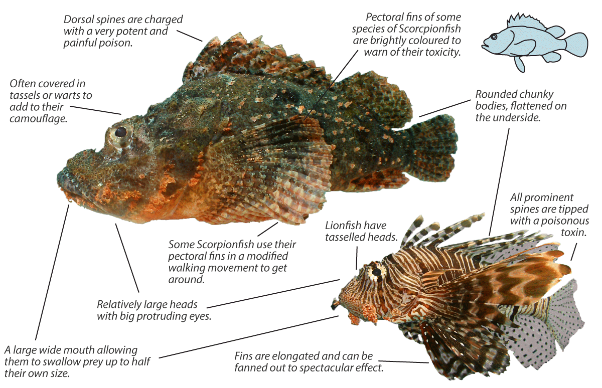 Are lionfish and scorpionfish poisonous?