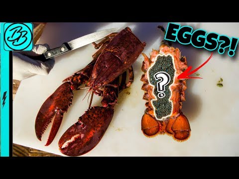 Are lobster eggs poisonous?