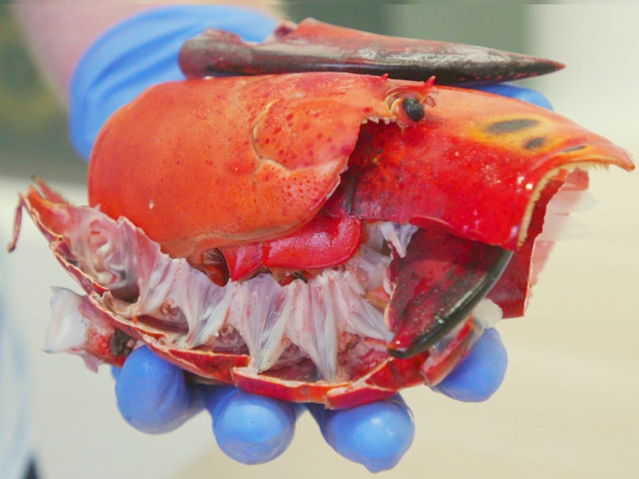 Are lobster shells biodegradable?