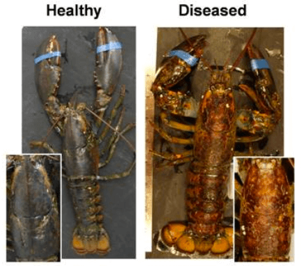 Are lobsters affected by climate change?