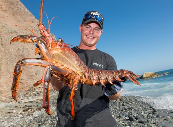 Are lobsters caught in California?