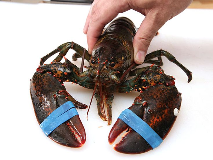 Are lobsters hard shell now?