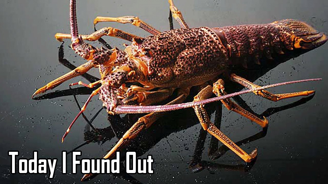 Are lobsters immune to aging?