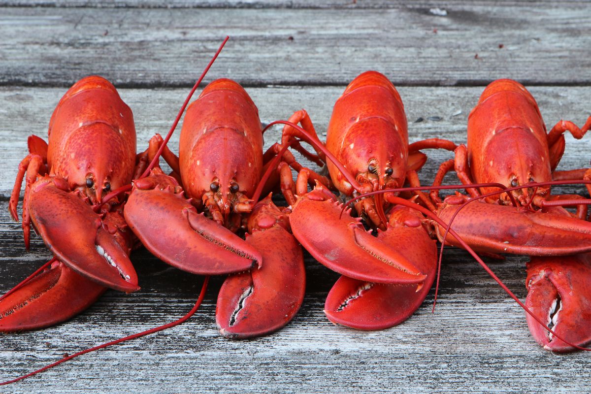 Are lobsters naturally red?