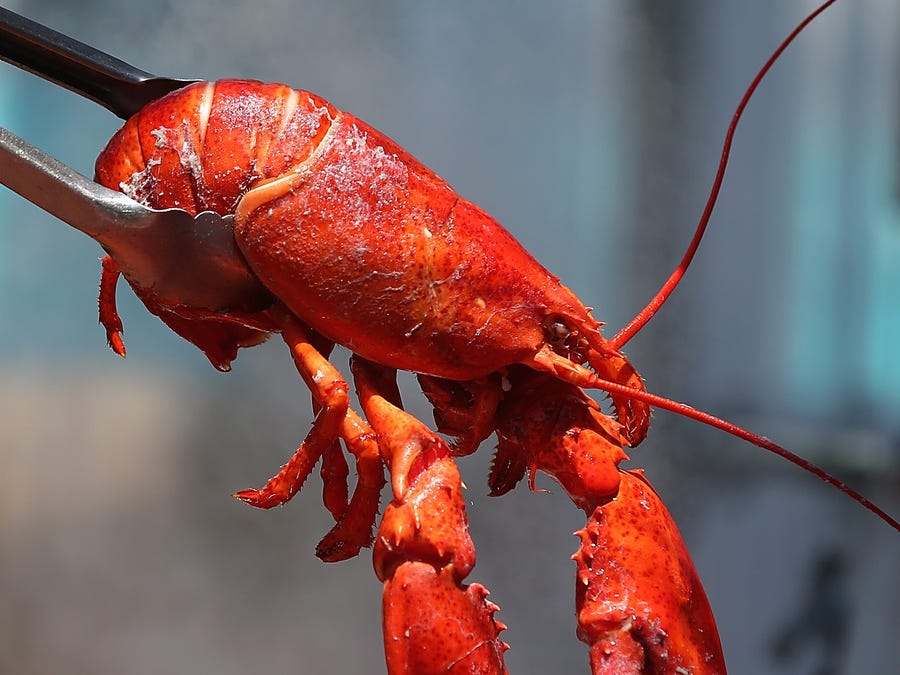 Are lobsters poisonous?