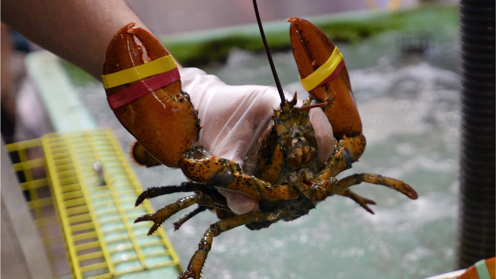 Are lobsters sedated?