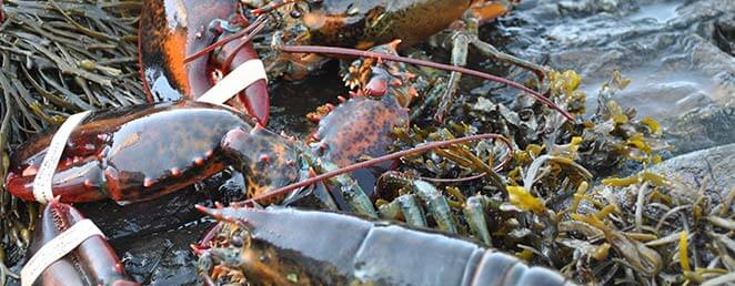 Are lobsters year-round?