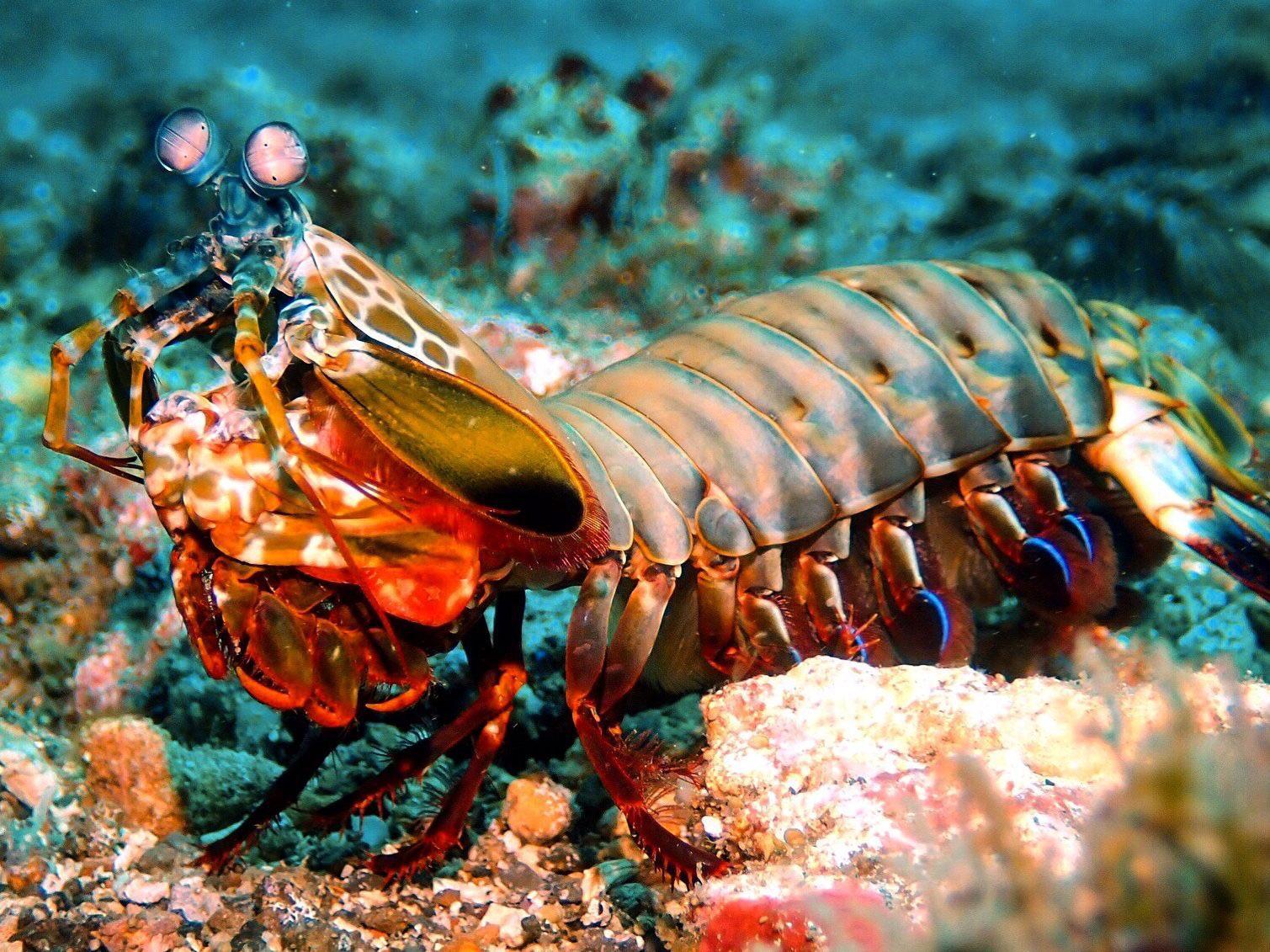 Are mantis shrimp smart?