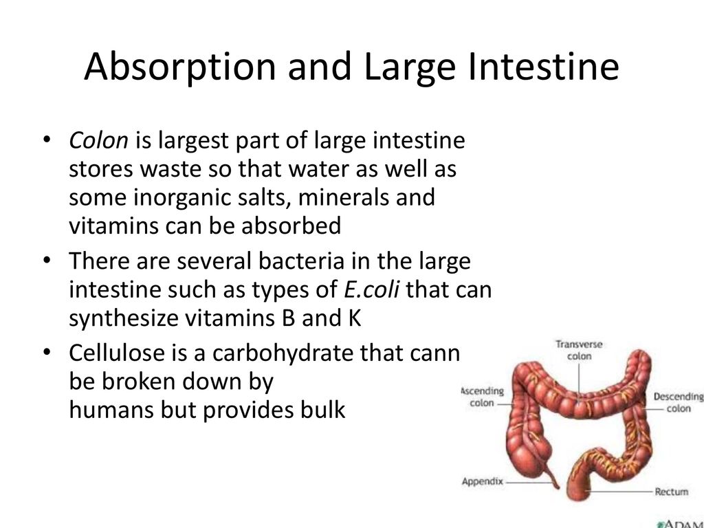 Are minerals absorbed in the large intestine?