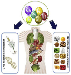 Are minerals stable in food?