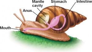 Are mollusks dangerous?