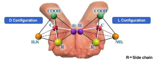 Are most amino acids D or L?