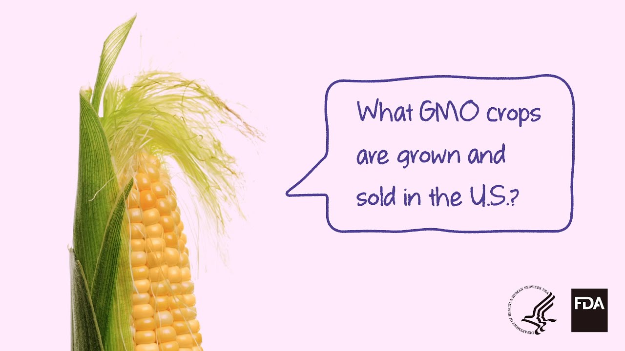 Are most foods we eat GMO?