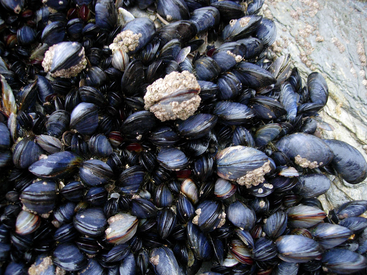 Are mussel shells edible?