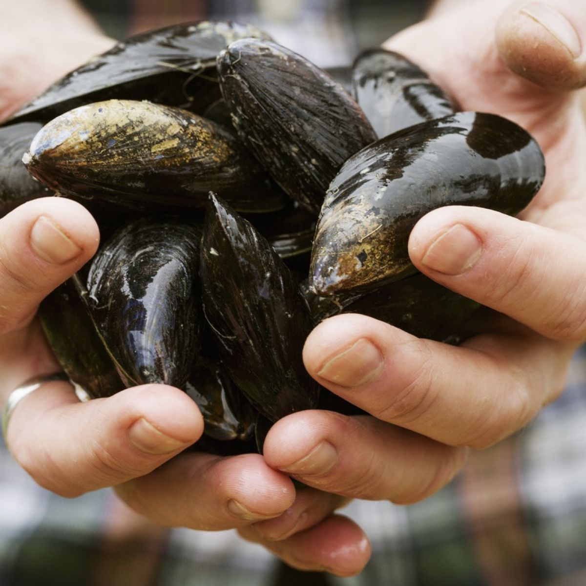 Are mussels alive when you buy them?
