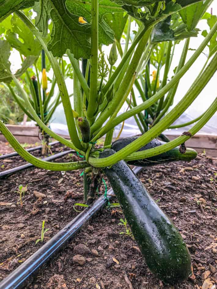Are my zucchini plants too close together?
