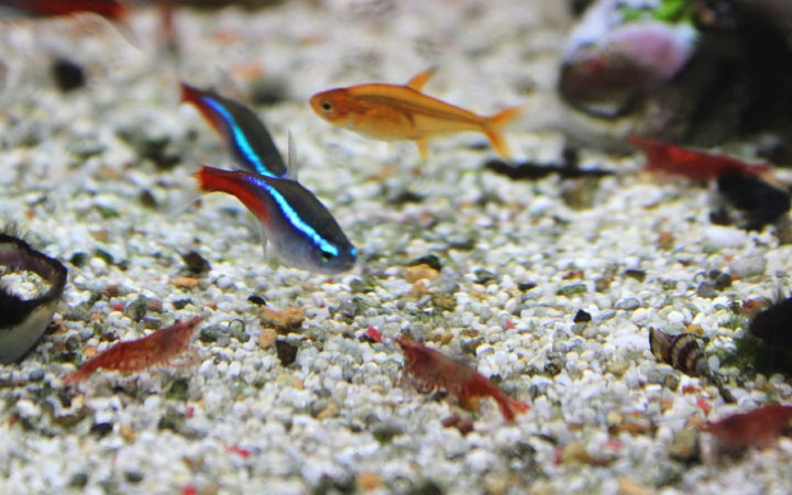 Are neon tetras good with shrimp?