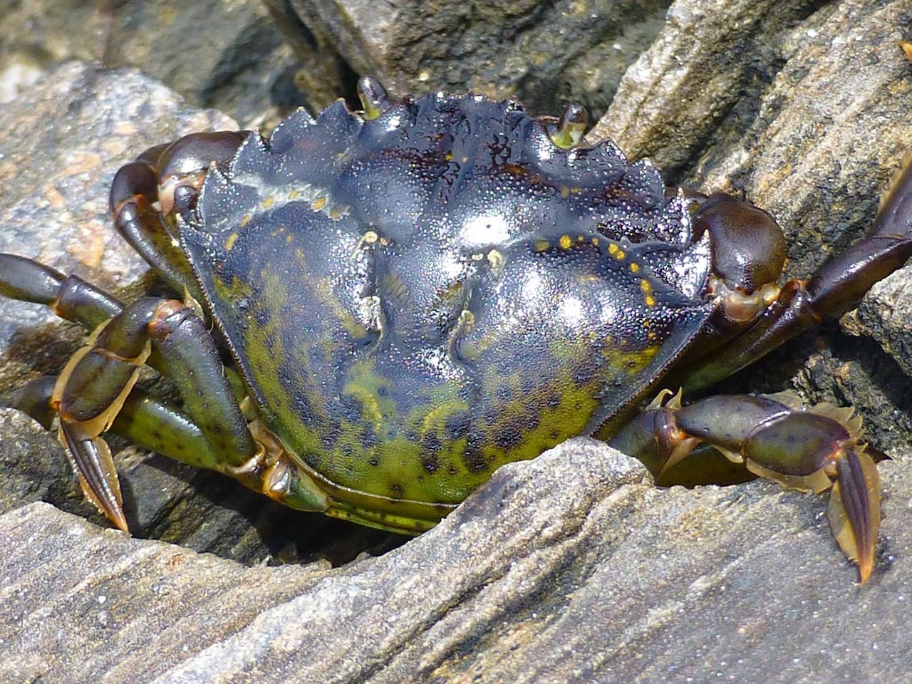 Are Nova Scotia green crabs edible?