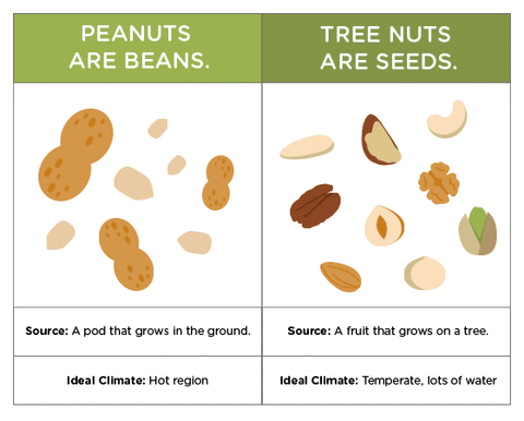 Are nuts in the bean family?