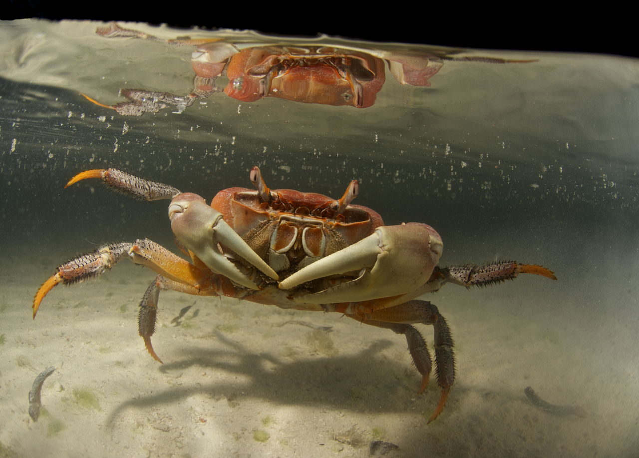 Are Ocean crabs carnivores?