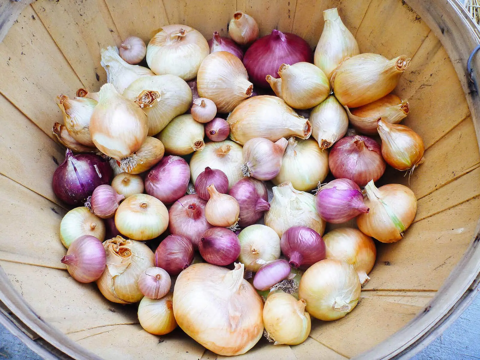 Are onions found in the ground?