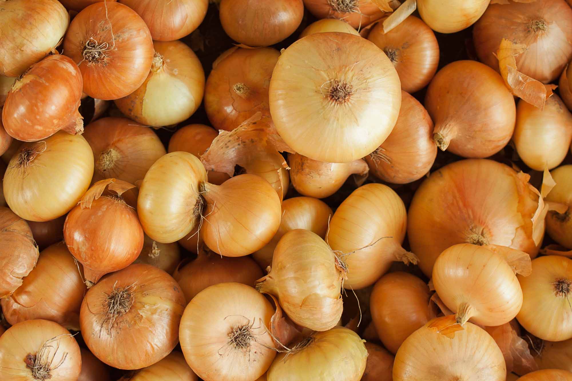 Are onions native to Canada?