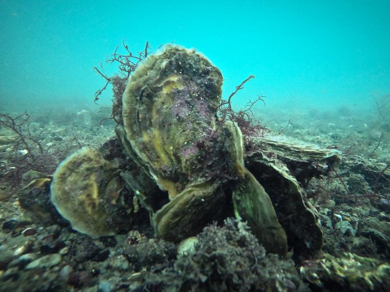 Are oysters under water?