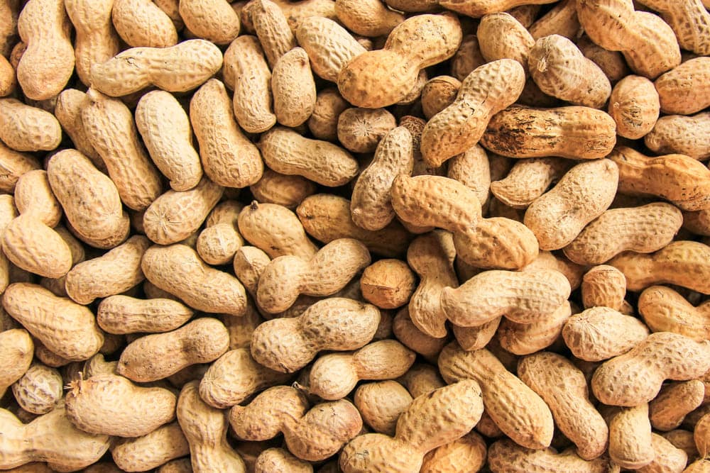 Are peanuts and beans related?