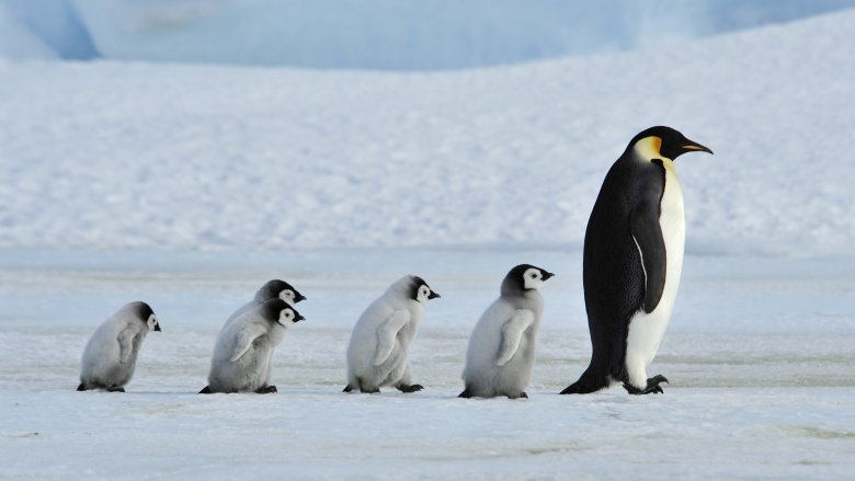 Are penguins defenseless?