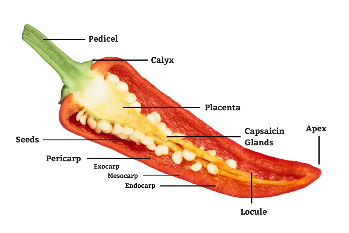 Are pepper seeds the spicy part?