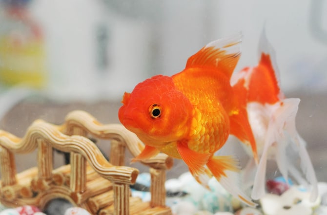 Are pet fishes smart?