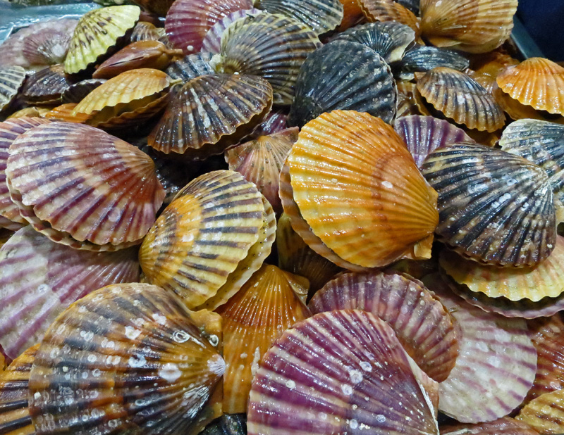 Are pink scallops safe to eat?